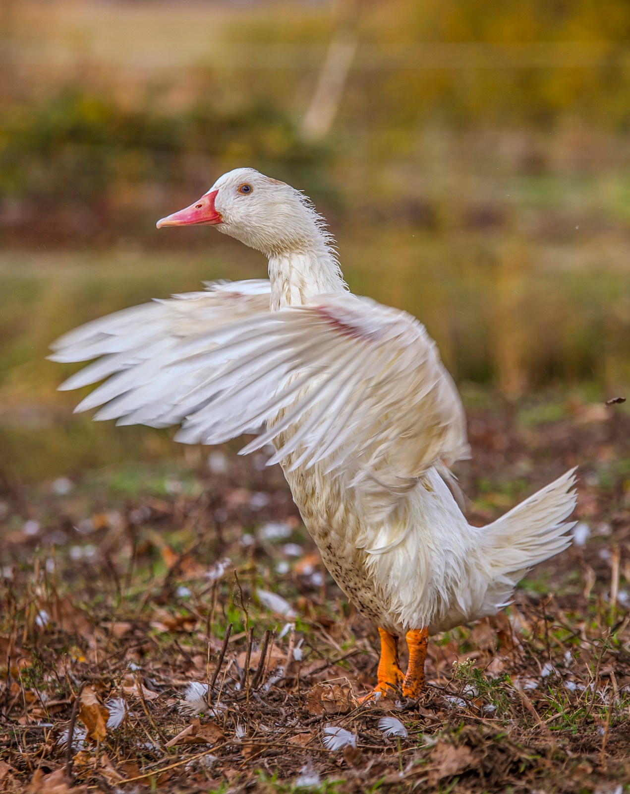 Chata Pogaduchy – discover and book on Slowhop.com